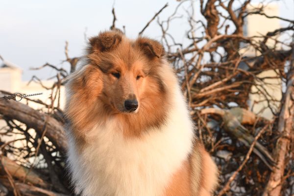 Rough Collie: Cane da pastore scozzese - Allevamento Incantamonte